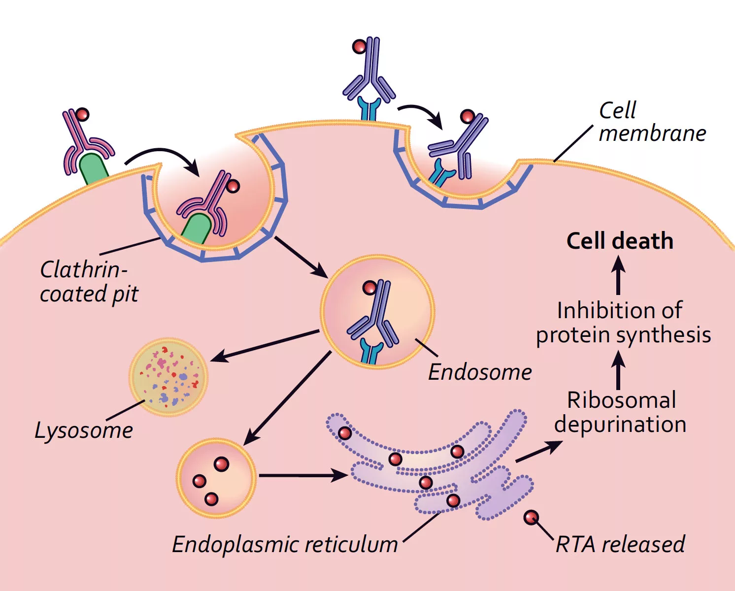T-Guard receives approval to launch first-in-human trials - Biotech Booster